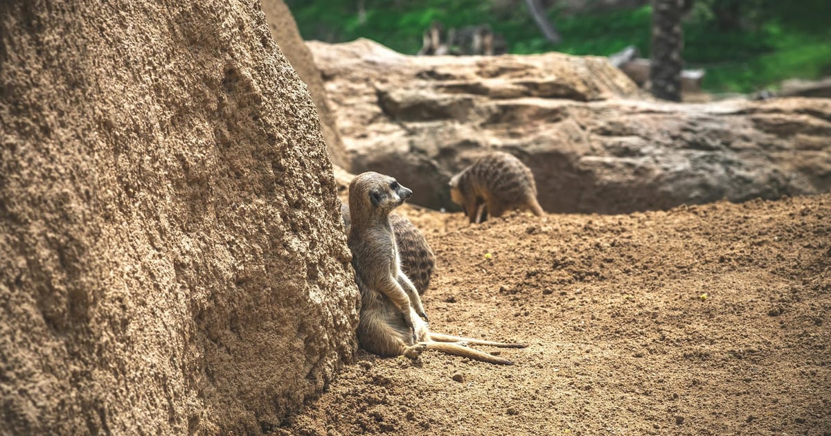 MeerKAT and a Cosmic Lens Reveal the Most Distant Hydroxyl Megamaser ...